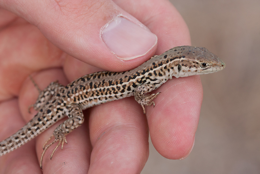 Balkan Wall Lizard from Stredná Makedónia, Grécko on September 14, 2008 ...