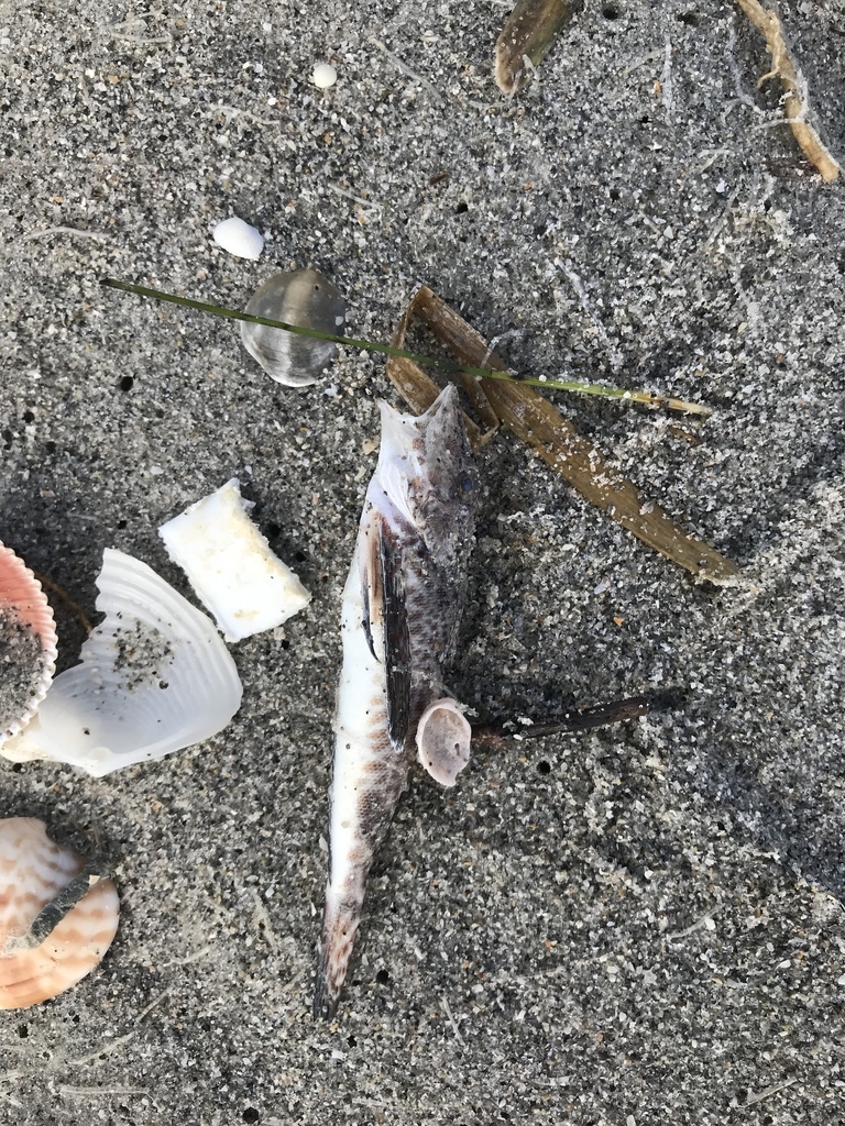 Prionotus from 17181 Captiva Dr, Captiva, FL, US on December 22, 2018 ...