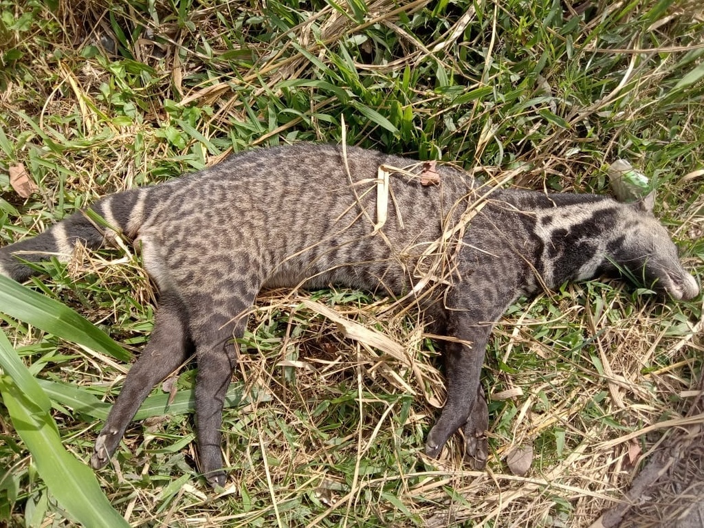 Large Asian Civets from Jalan Paya Indah, Banting, Selangor, MY on May ...
