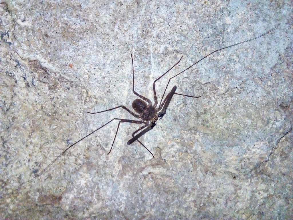 Phrynichus ceylonicus from Heenabowa, Rambukkana, Sri Lanka on April 12 ...