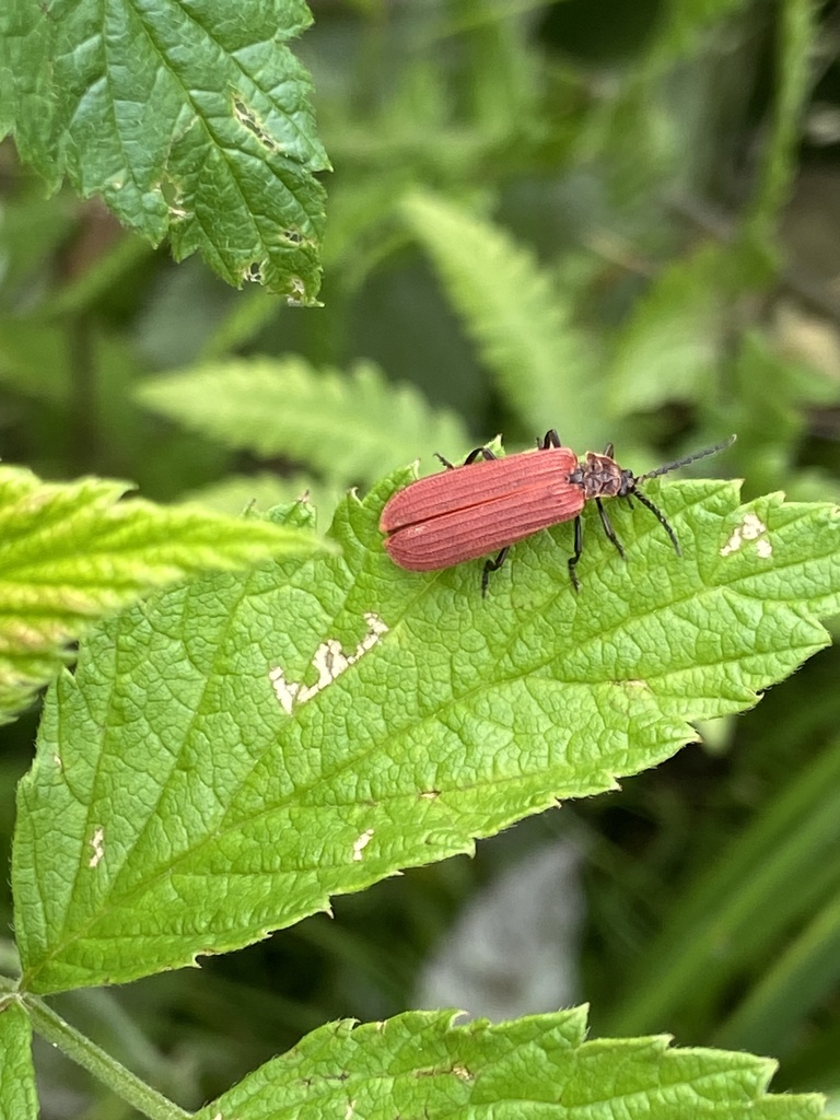 Golden Net-winged Beetle from Nordalpenweg, Admont, Steiermark, AT on ...