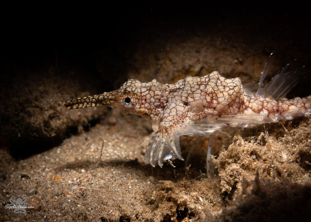 Dragon Seamoth in June 2023 by Sagi Otorgust · iNaturalist