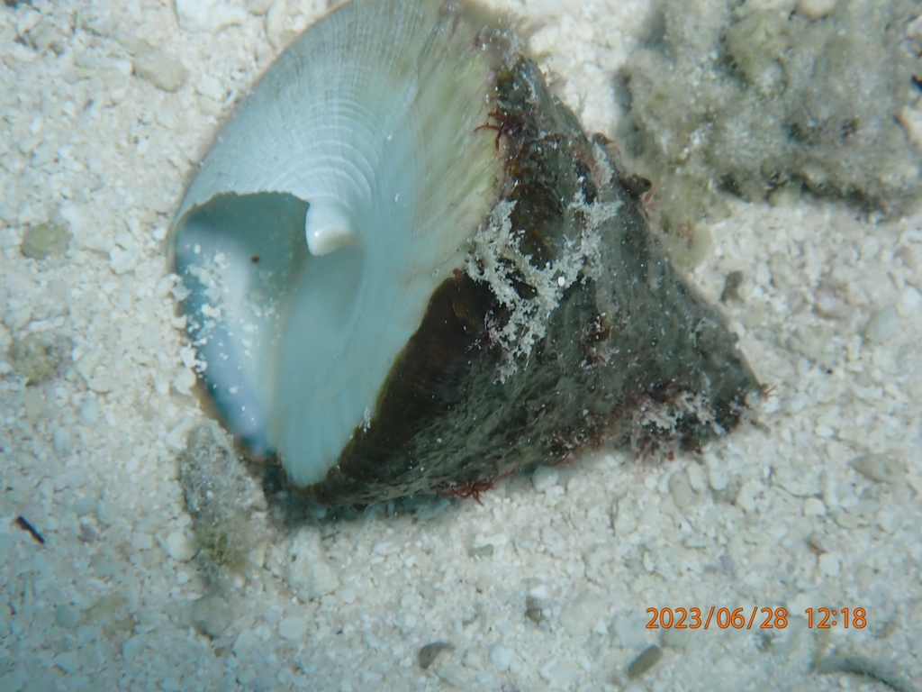 Pyramid Trochus from Maldives on June 28, 2023 at 12:18 PM by Amir ...