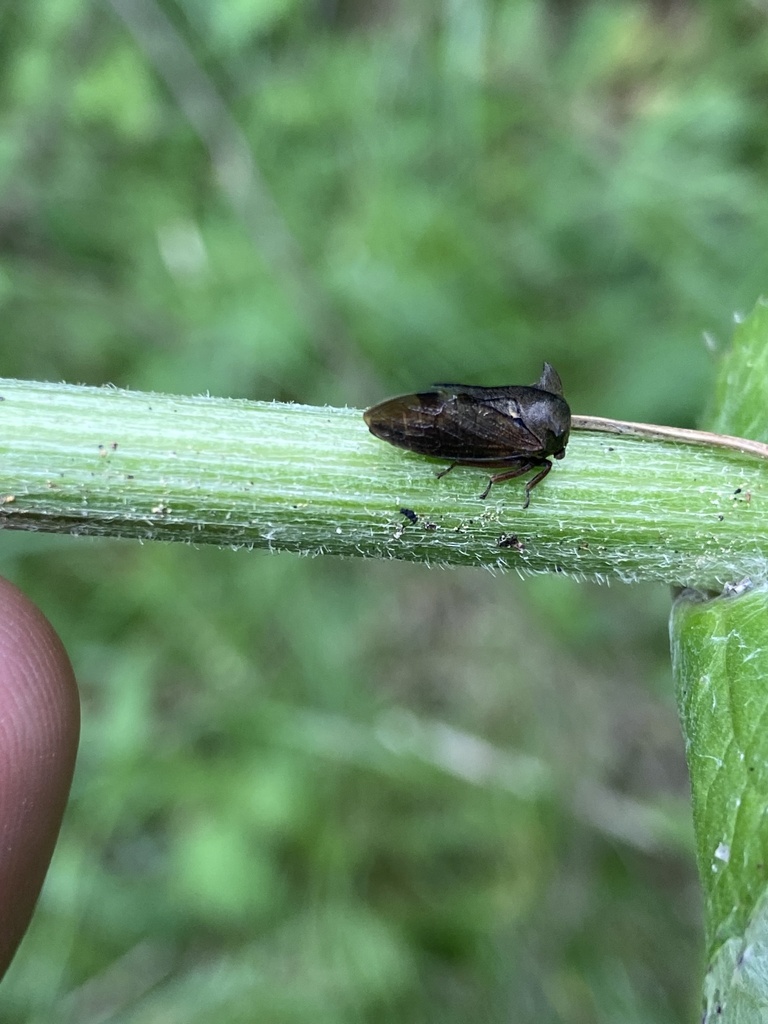 Horned Treehopper from Übelbach, Steiermark, AT on June 27, 2023 at 09: ...
