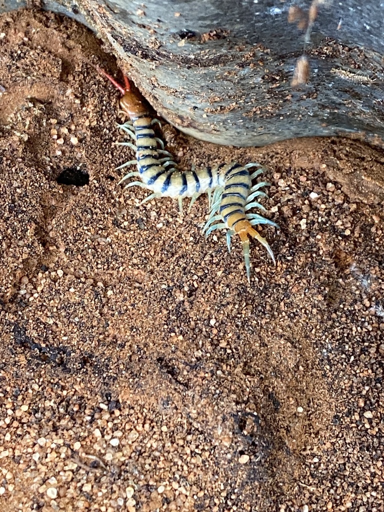 Red-headed Centipede from Pipeline Rd, Fisher, SA, AU on June 28, 2023 ...
