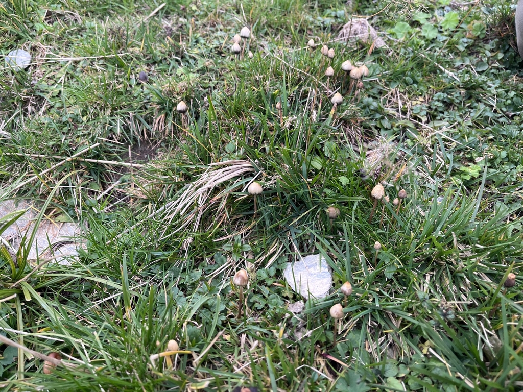 Liberty Cap from Panaci, Romania on October 15, 2022 by Alexander ...