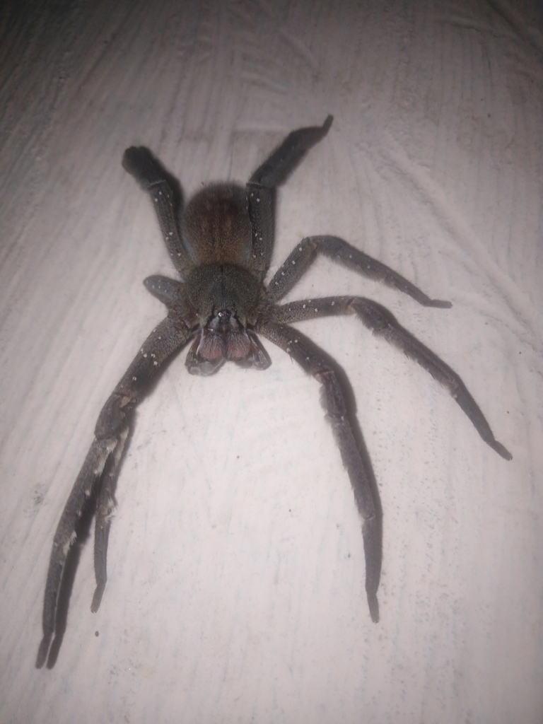 Brazilian Wandering Spider from San Vicente Del Caguán, Caquetá ...