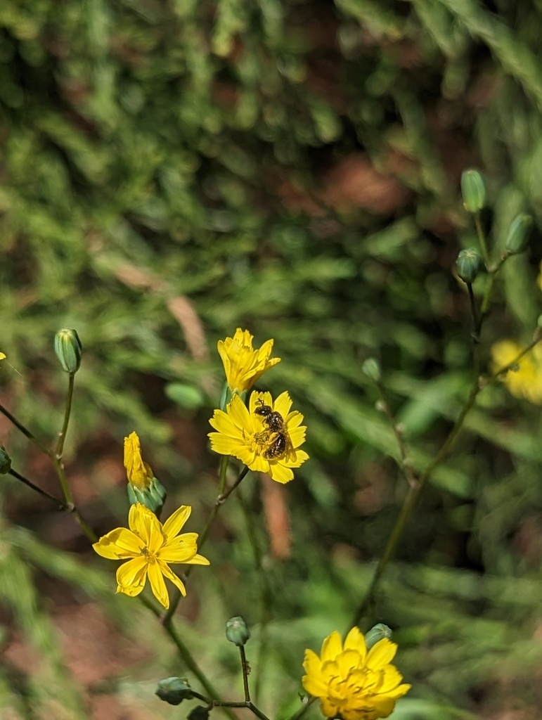 Bees and Apoid Wasps from Fauntleroy, Seattle, WA, USA on June 11, 2023 ...