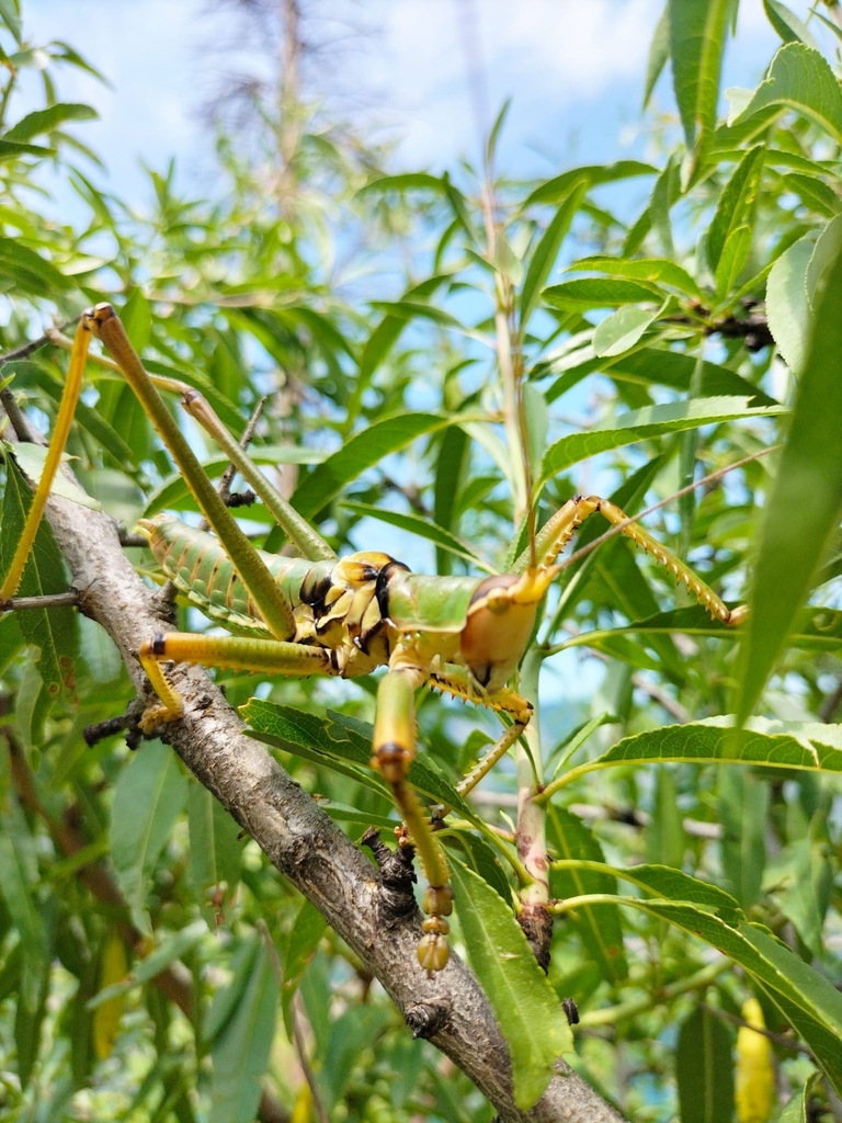 Anatolian Predatory Bush-cricket from Špiljari, Czarnogóra on June 28 ...