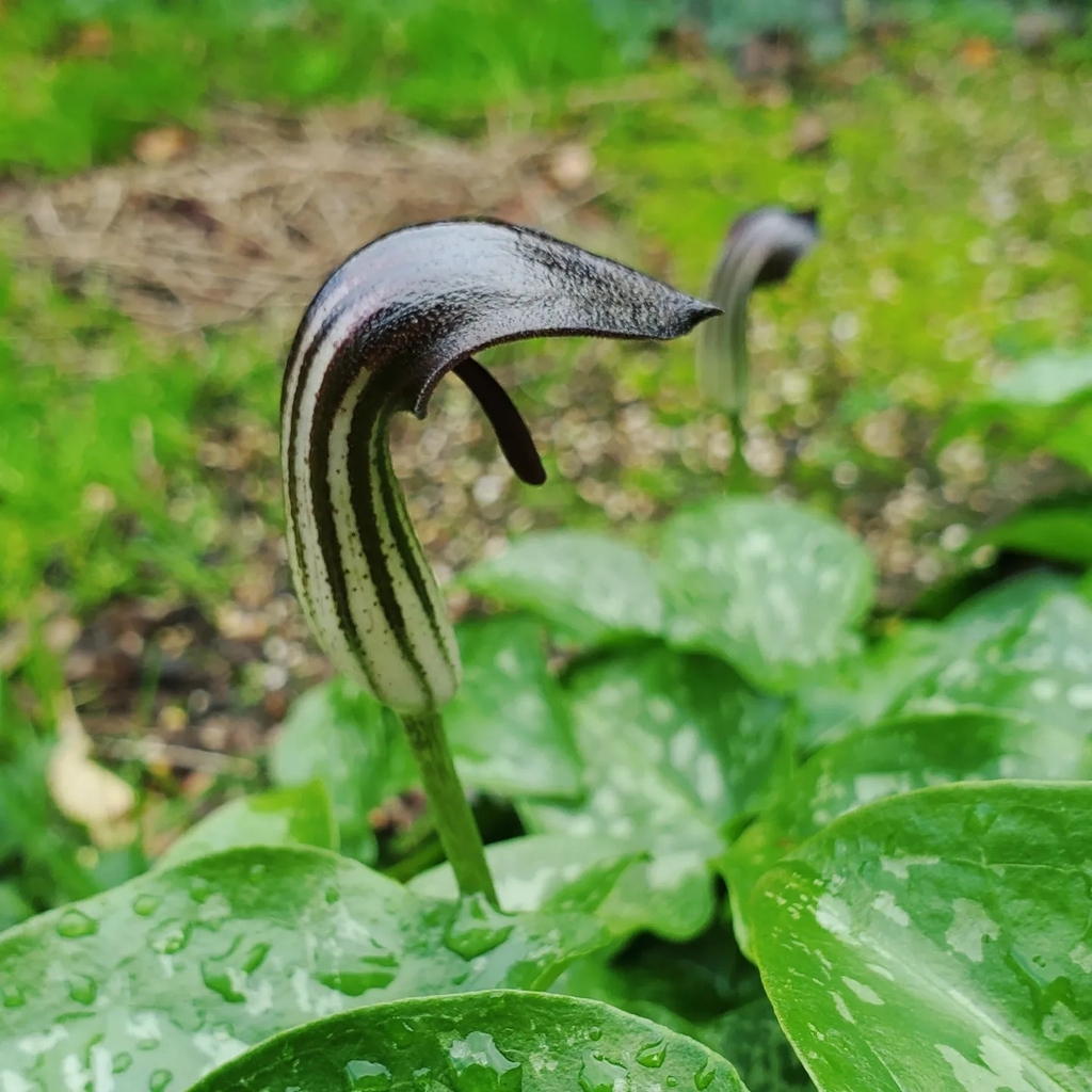 Friar's-cowl from Mooramong Homestead by naughtyword · iNaturalist