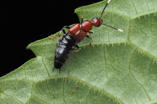Genus Hesperopalpus · iNaturalist United Kingdom