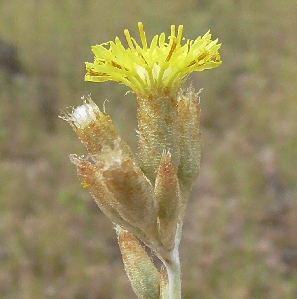 Copper-wire Daisies from Watsonville QLD 4887, Australia on June 22 ...