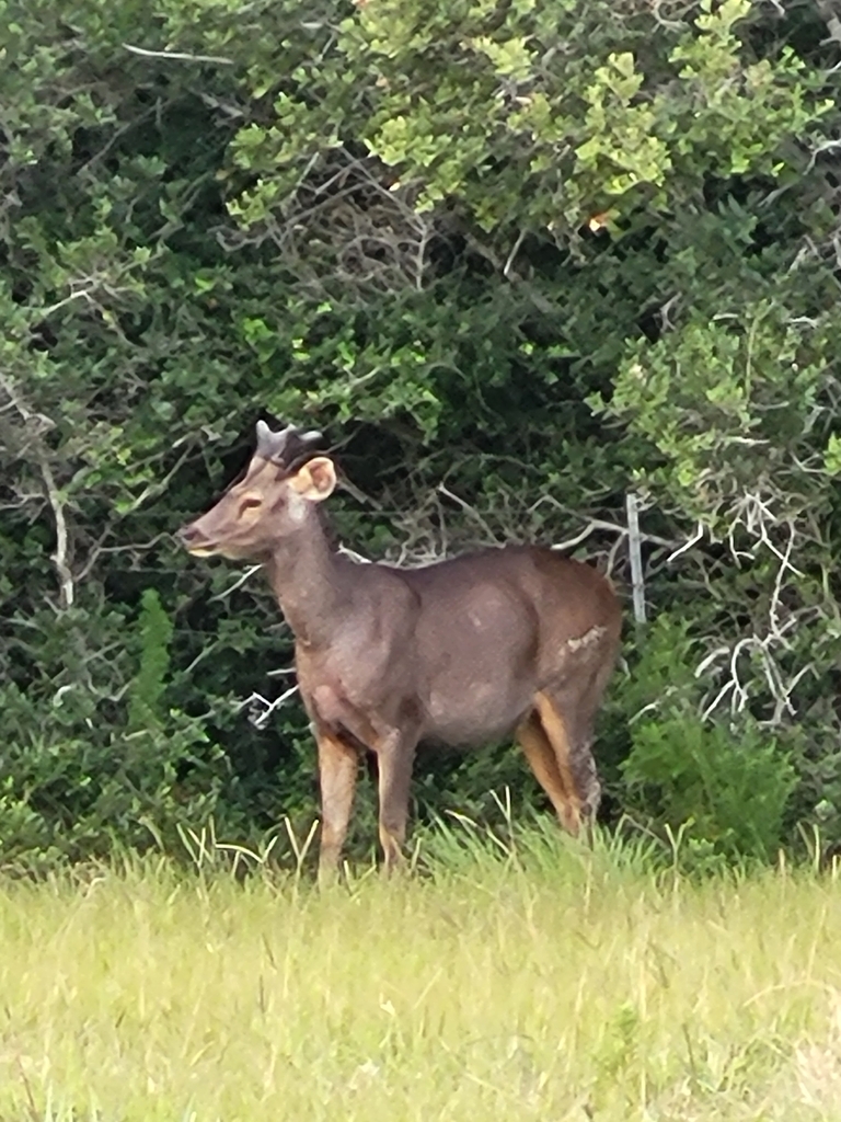 Sambar from Jutaí - State of Amazonas, 69660-000, Brazil on June 21 ...