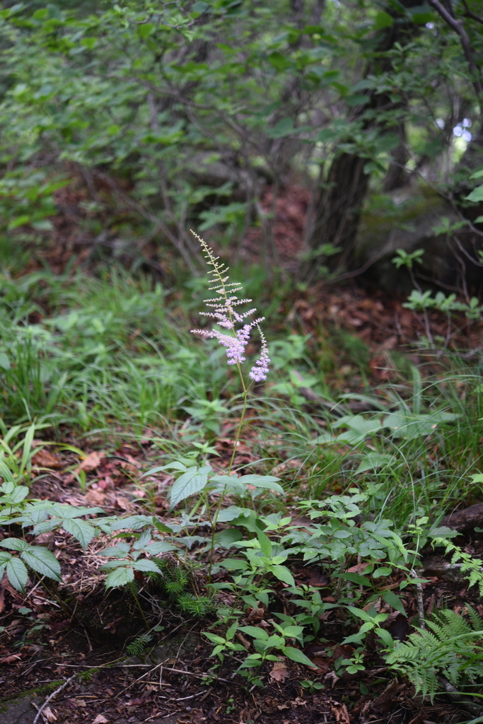Tall False-buck's-beard from 대한민국 전라북도 남원시 산내면 on June 23, 2023 at 11: ...