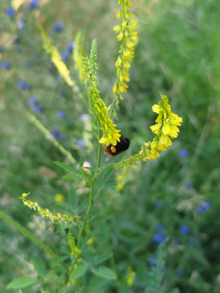 Red-tailed Bumble Bee from Weihenstephan, 85354 Freising, Germany on ...