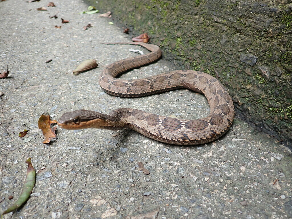 False Habu in June 2023 by Nian-Hong Jang-Liaw · iNaturalist