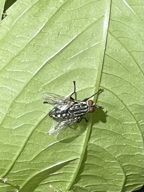 Calyptrate Flies from Holosiivskyi National Nature Park, Киев, Киев, UA ...