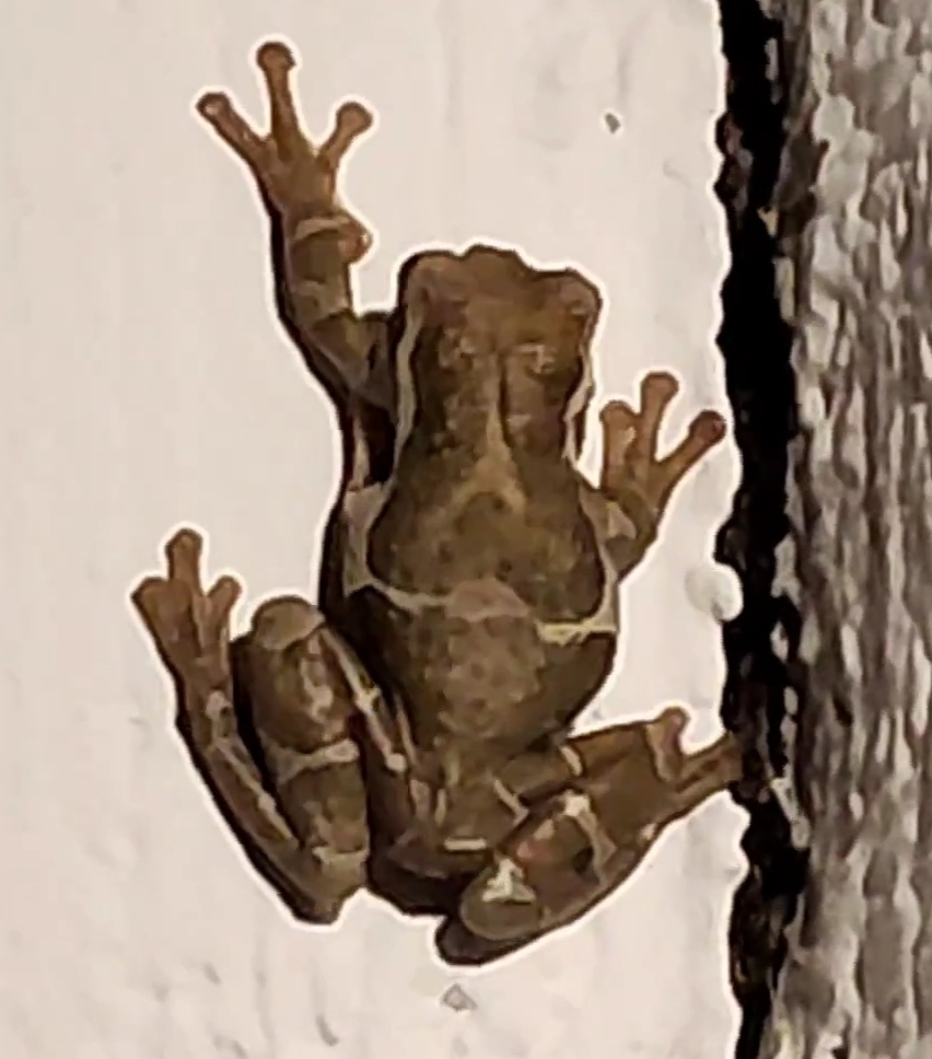 Vermiculated Tree Frog in April 2023 by Karime Aymerich · iNaturalist
