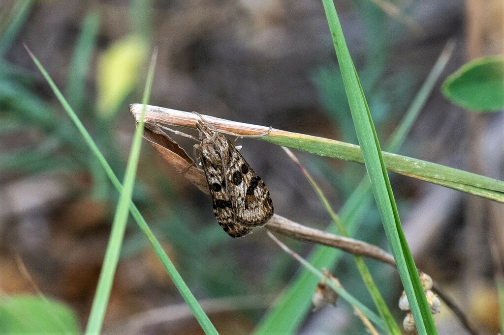 Lucerne Moth from Lancaster County, NE, USA on June 28, 2023 at 08:10 ...