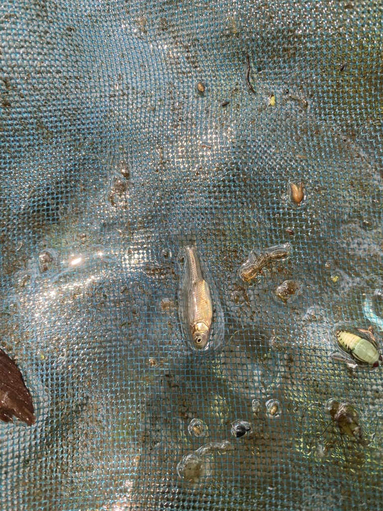 Fathead Minnow from Northwest Fort Wayne, Fort Wayne, IN, US on June 28 ...