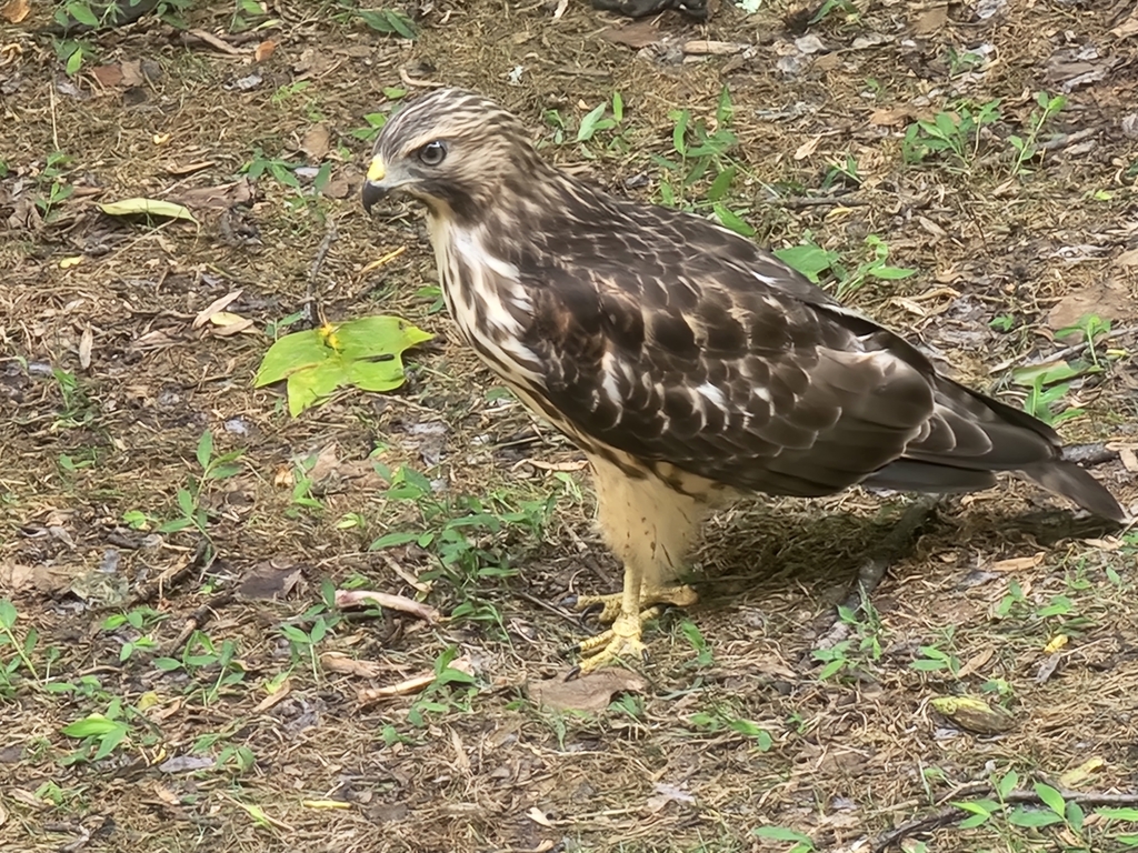 Broad-winged Hawk from Cedar Ridge Apt, Reston, VA 20190, USA on June ...