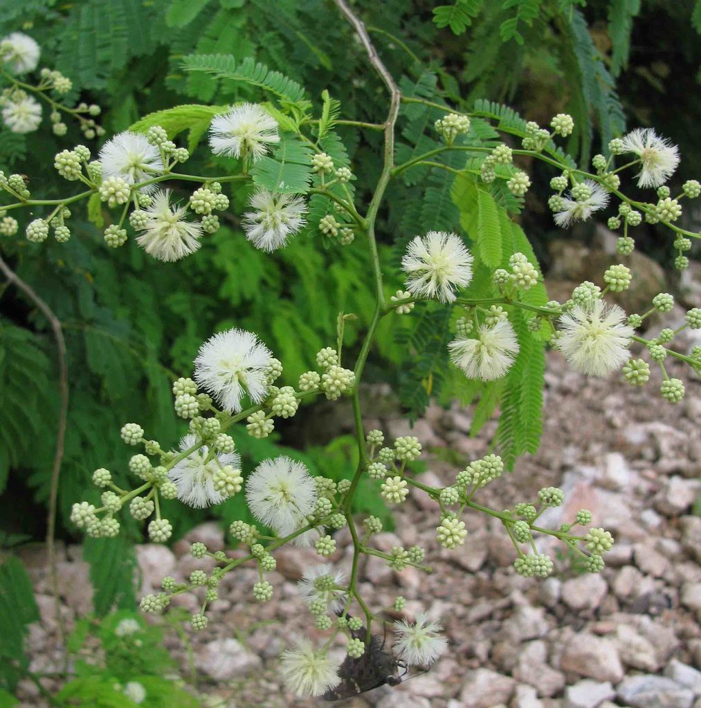 Senegalia gaumeri in August 2011 by Alfredo Dorantes Euan · iNaturalist
