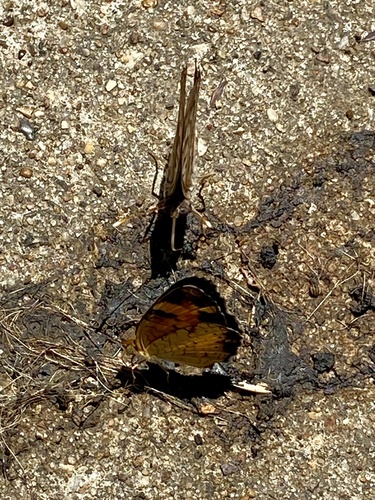 Observations by carol308 · iNaturalist