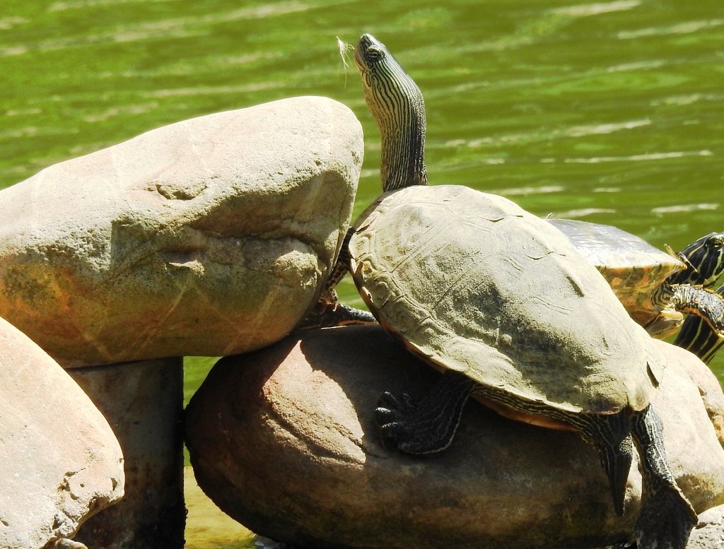Common thread turtle in June 2023 by Pablo Bedrossian · iNaturalist