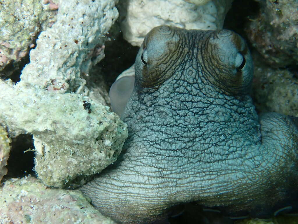 Brazilian Reef Octopus from Progreso, Yuc., México on May 29, 2023 at ...