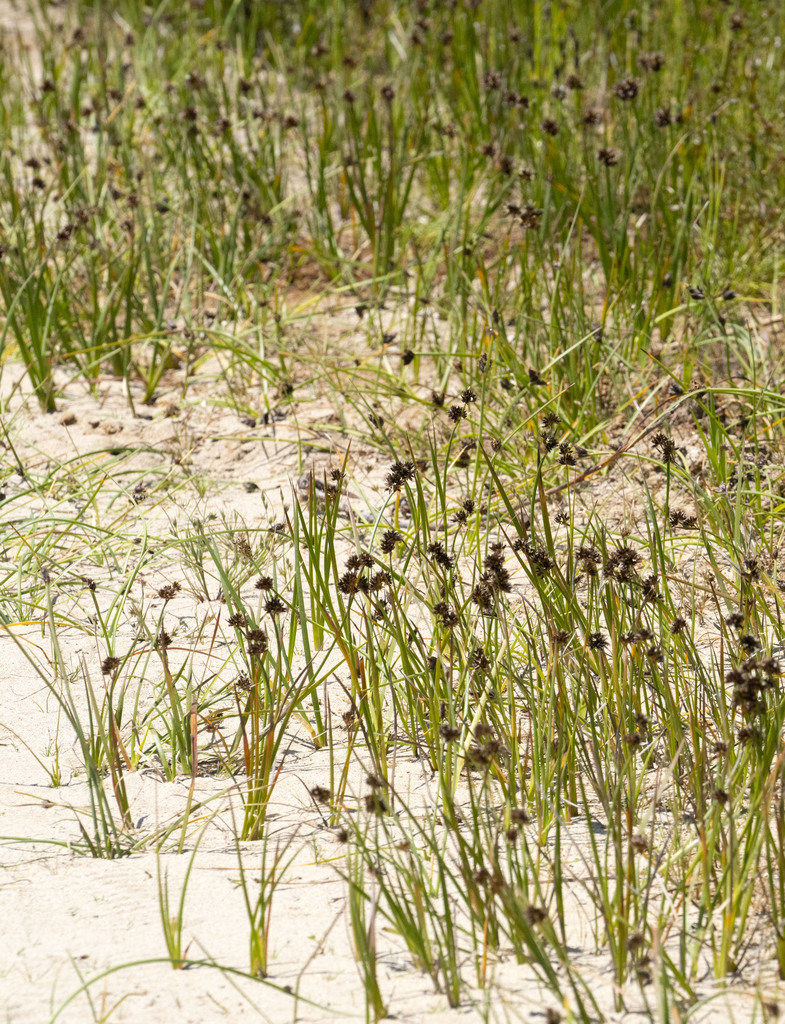 Brown-headed Rush from San Mateo County, CA, USA on June 25, 2023 at 01 ...