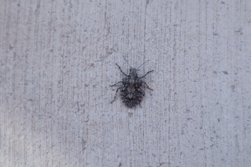 Brochymena parva from Hidalgo County, NM, USA on June 28, 2023 at 07:59 ...
