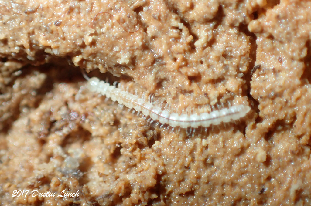 Aleys' Milliped in October 2017 by Dustin Lynch. Ozark Underground Lab ...