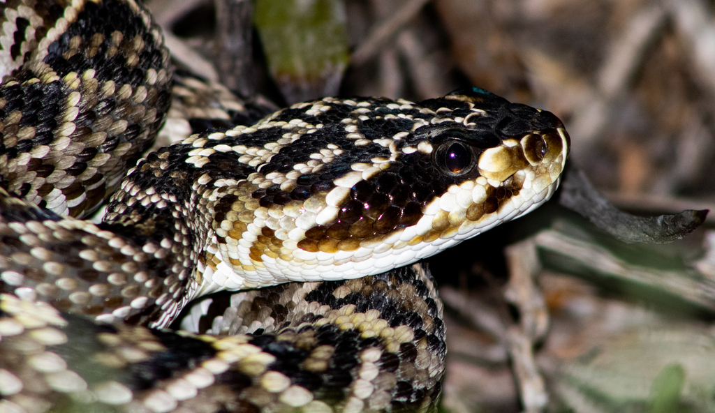 Oaxacan Black-tailed Rattlesnake from Zapotitlán, Pue., México on June ...