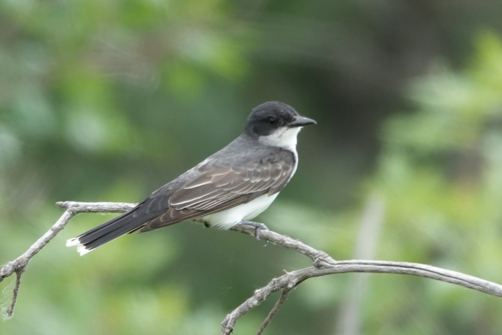 Eastern Kingbird from Theodore Roosevelt National Park on June 28, 2023 ...