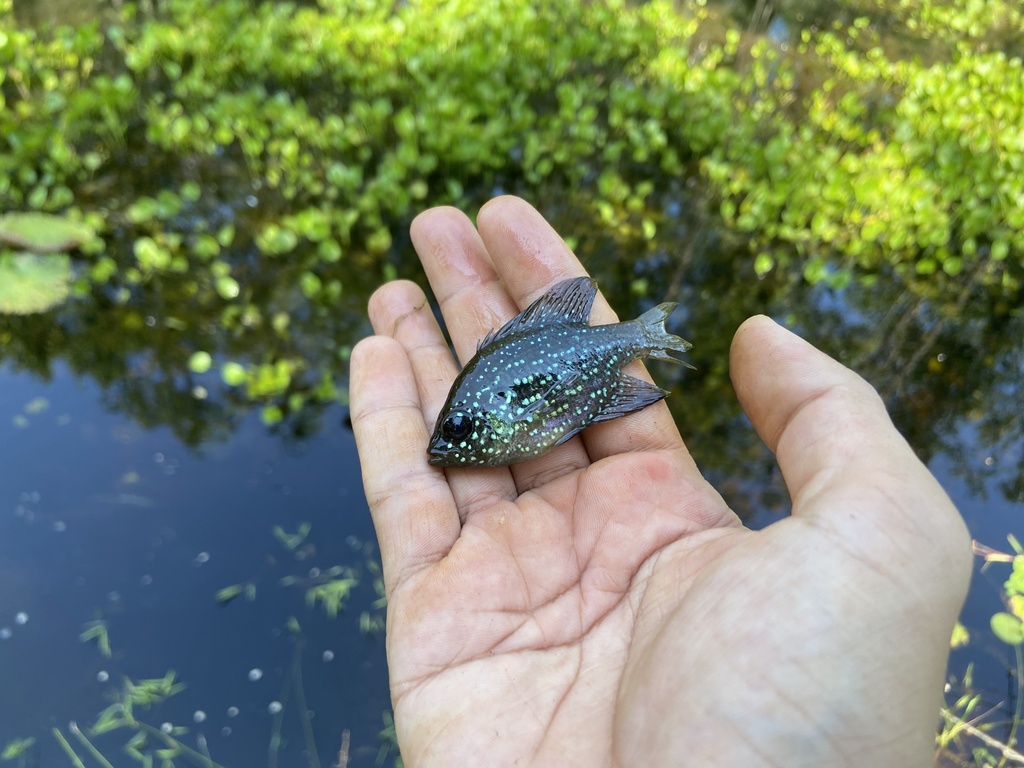 Blue-spotted Sunfish from Valdosta, GA, US on June 28, 2023 at 11:06 AM ...