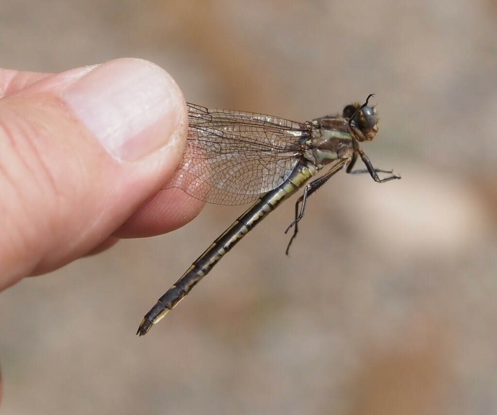 Dusky Clubtail from Nipissing District, ON, Canada on June 28, 2023 at ...