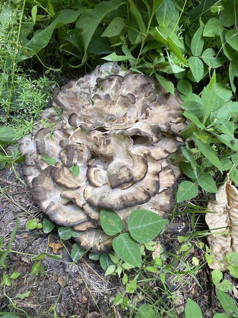 Black-staining Polypore from Fairfax, MO, US on June 28, 2023 at 01:01 ...