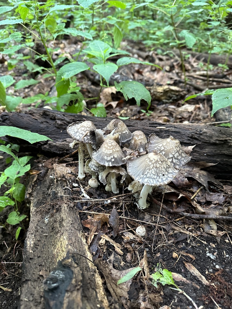 scaly ink cap from Inwood Hill Park, New York, NY, US on June 28, 2023 ...
