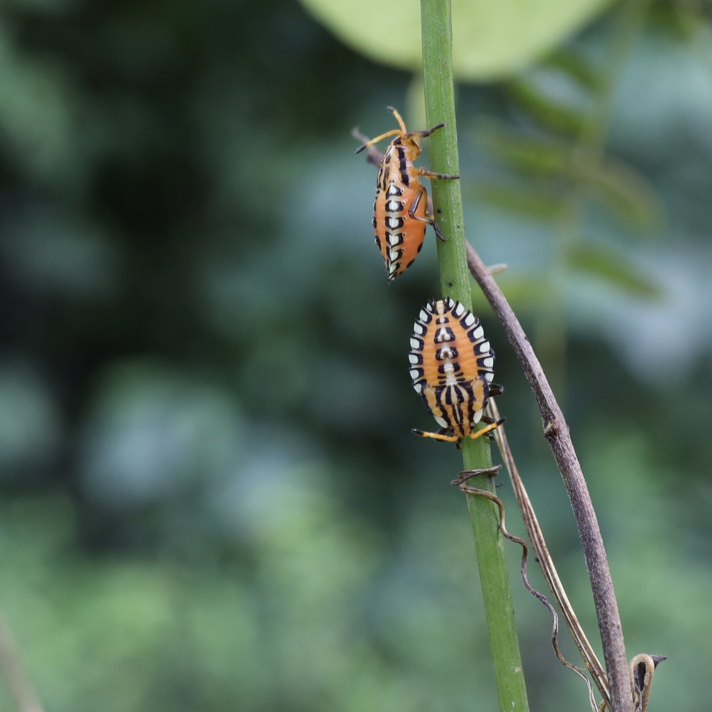 Piezosternum subulatum from 00961, Bayamón, PR, US on December 23, 2018 at 03:15 AM by anolis23 ...