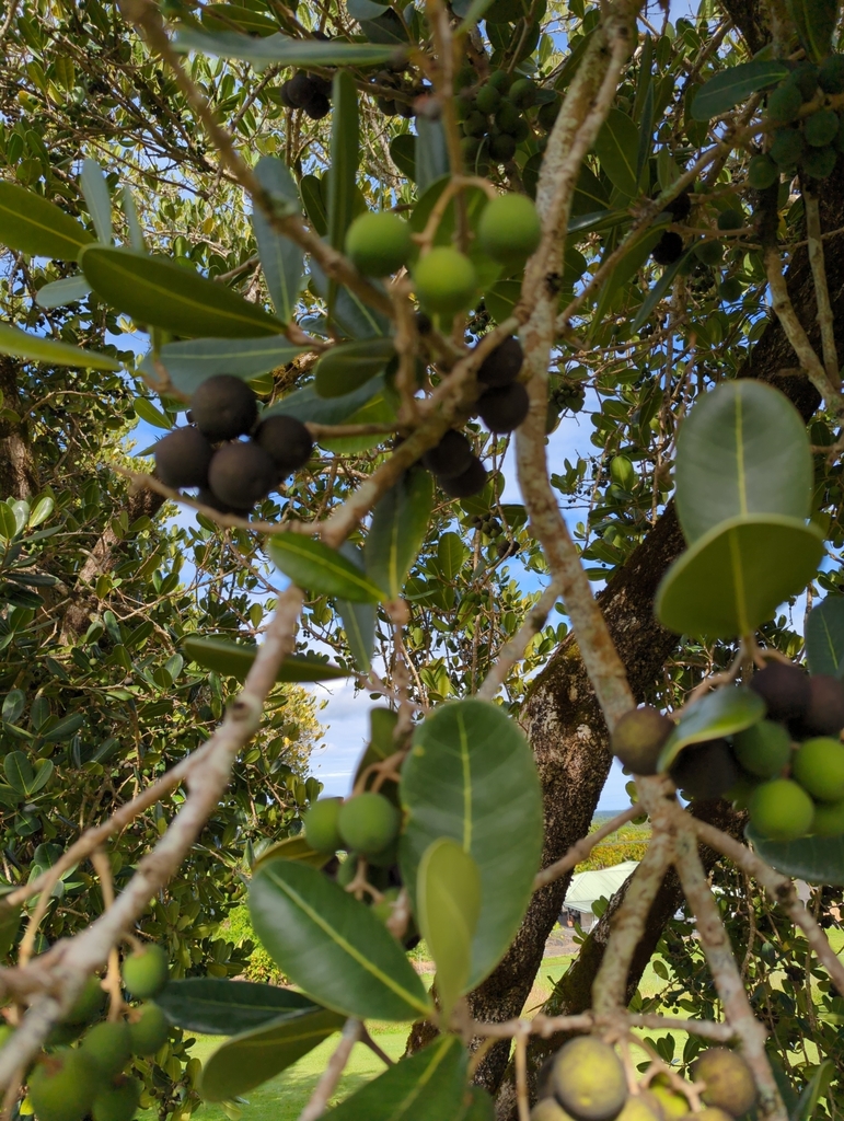 Madagascar Olive from Hilo, HI 96720, USA on June 28, 2023 at 03:53 PM ...