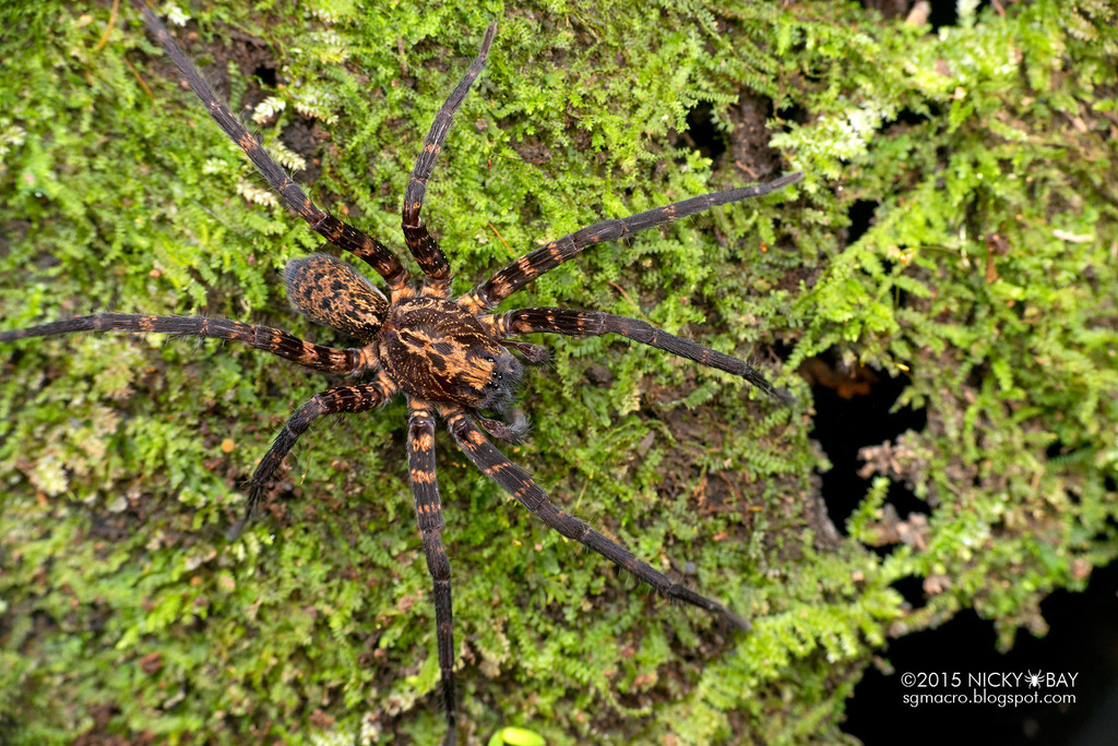 Wandering Spiders from Tambopata National Reserve, Right side Tambopata ...