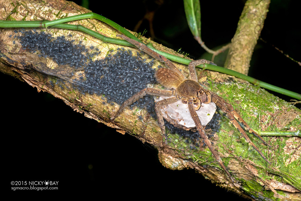 Brazilian Wandering Spider from Tambopata National Reserve, Right side ...