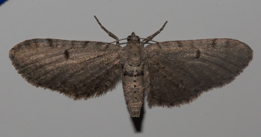 Wormwood Pug from Washington County, VT, USA on June 28, 2023 at 10:51 ...