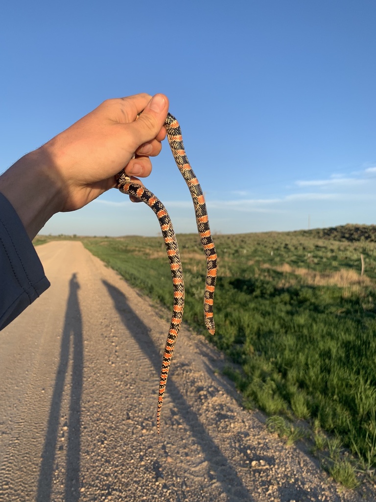 Long-nosed Snake in May 2023 by Maxwell Soell · iNaturalist