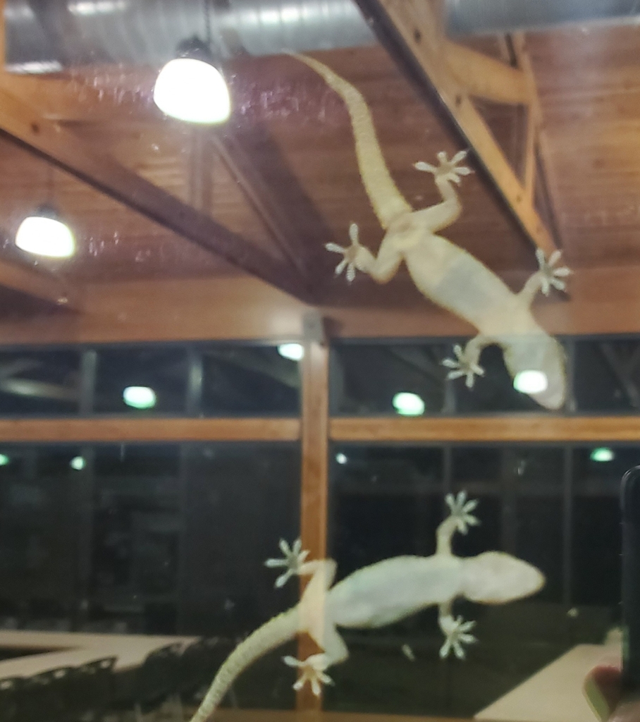 House Geckos from John Bunker Sands Wetland Center on June 28, 2023 at ...