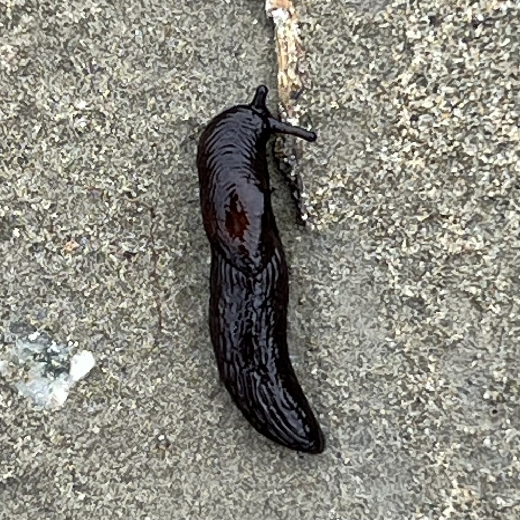 Black Slug from Valdez, AK, US on June 28, 2023 at 10:58 AM by Bill ...