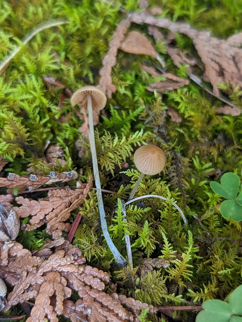 Conocybe smithii in June 2023 by Meaghan Winders. Pleasant mushroom ...