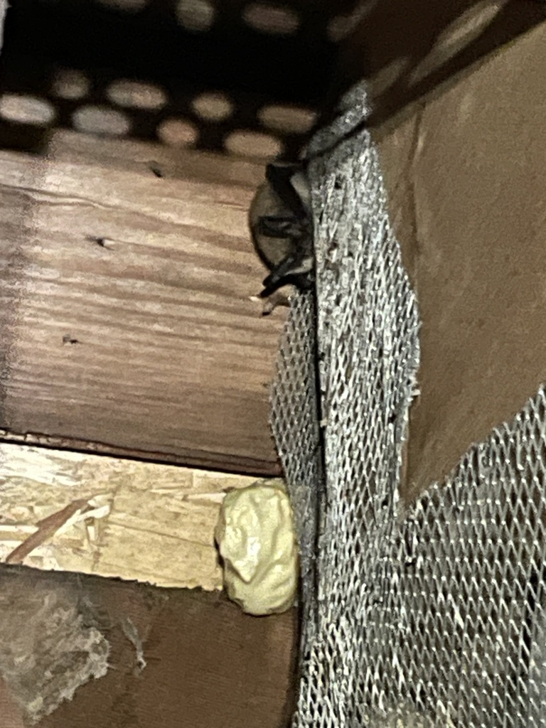 Townsend's Big-eared Bat from Kelly Rd, Bellingham, WA, US on June 28 ...