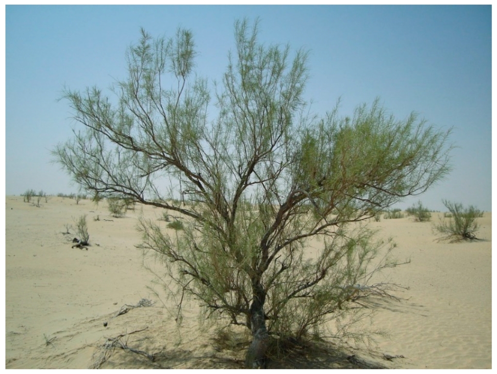 Haloxylon persicum from Al Wathba Lake Camp on June 29, 2023 by Johns ...