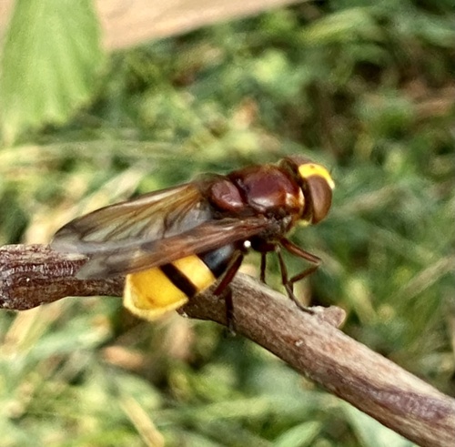 Observaciones de pauly-b · iNaturalist Mexico
